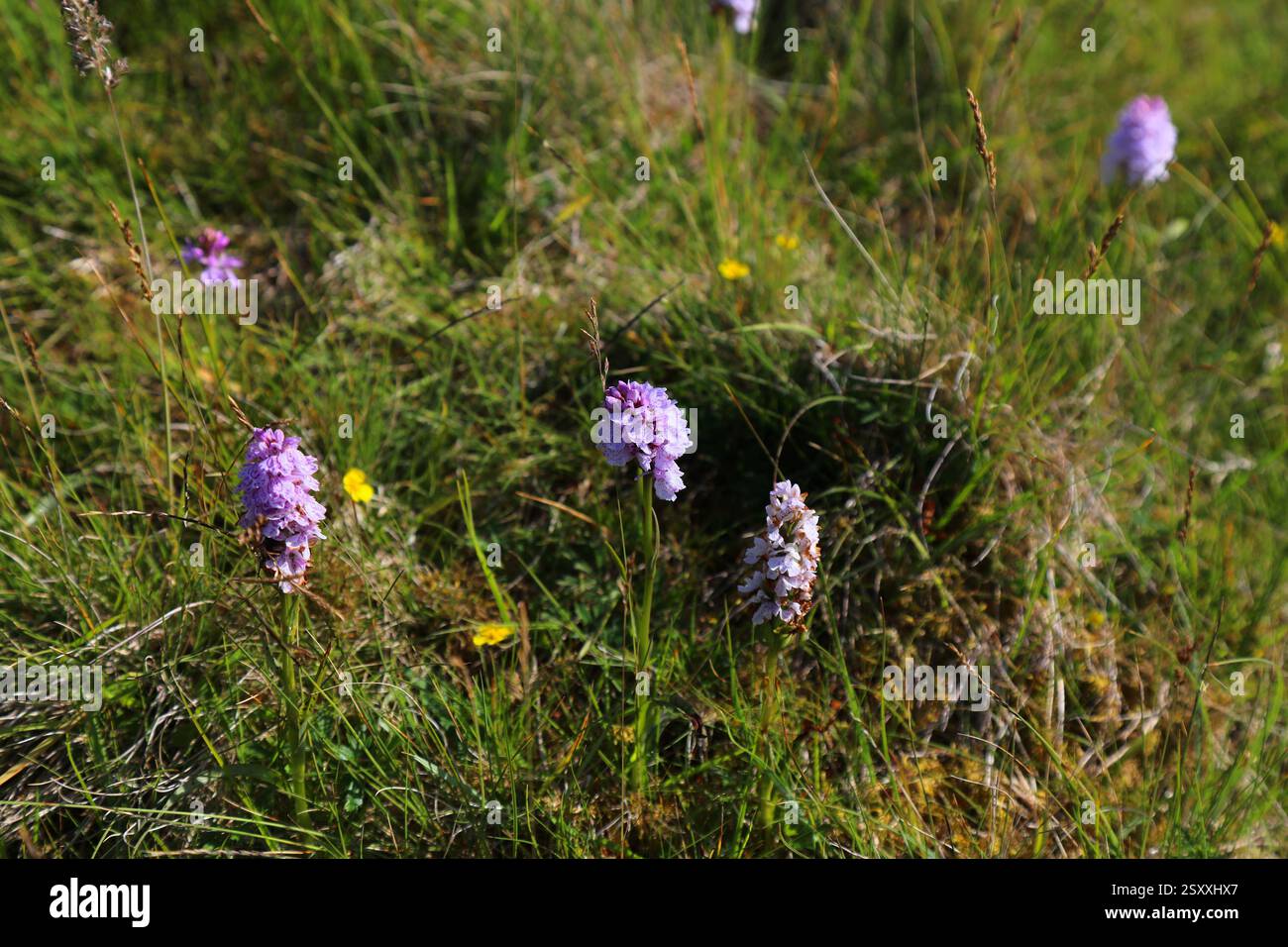 Heath Spotted-orchid flowers (Dactylorhiza maculata). Plants of Giant's ...