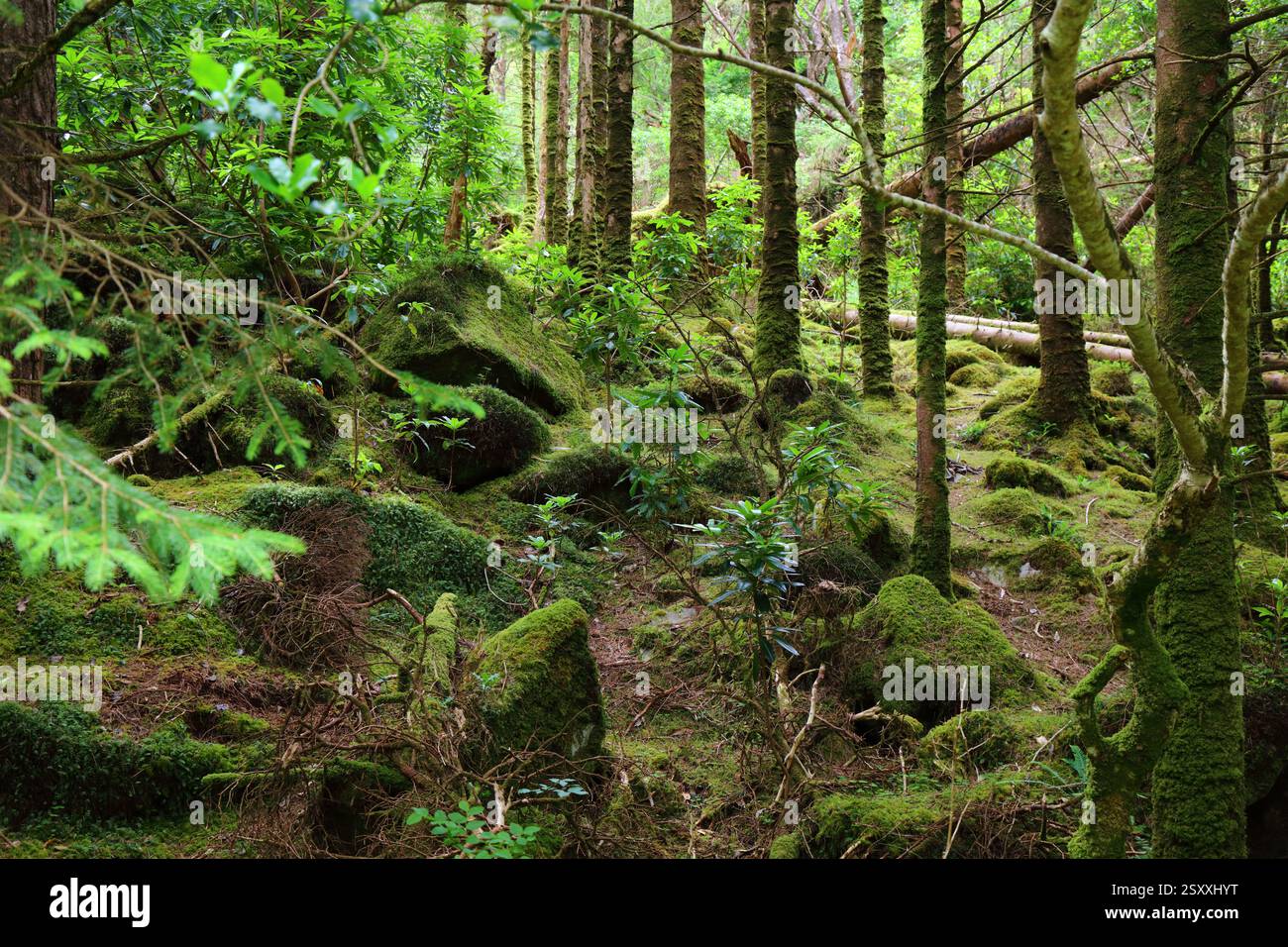 Torc Mountain trail forest view. Summer nature in Killarney National ...