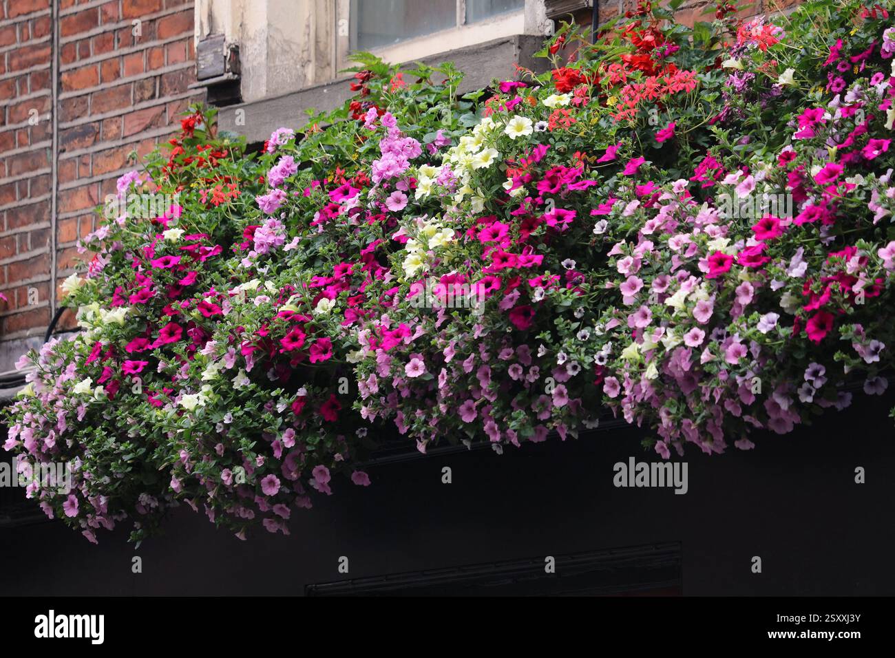 Flower decoration in summer in a pub in downtown Dublin, Ireland ...