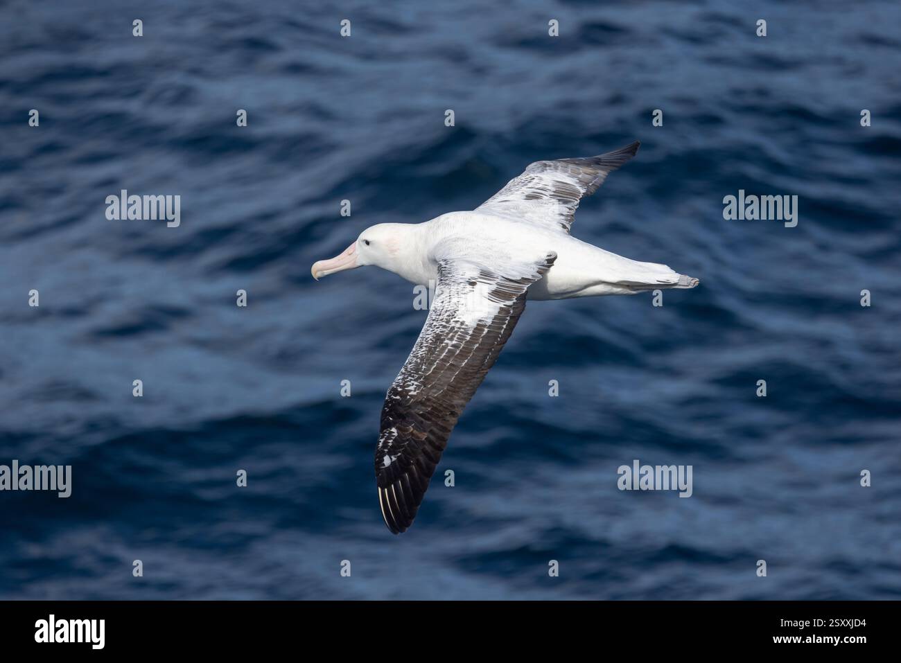 Wandering Albatross (Diomedea exulans) - also known as Snowy Albatross ...