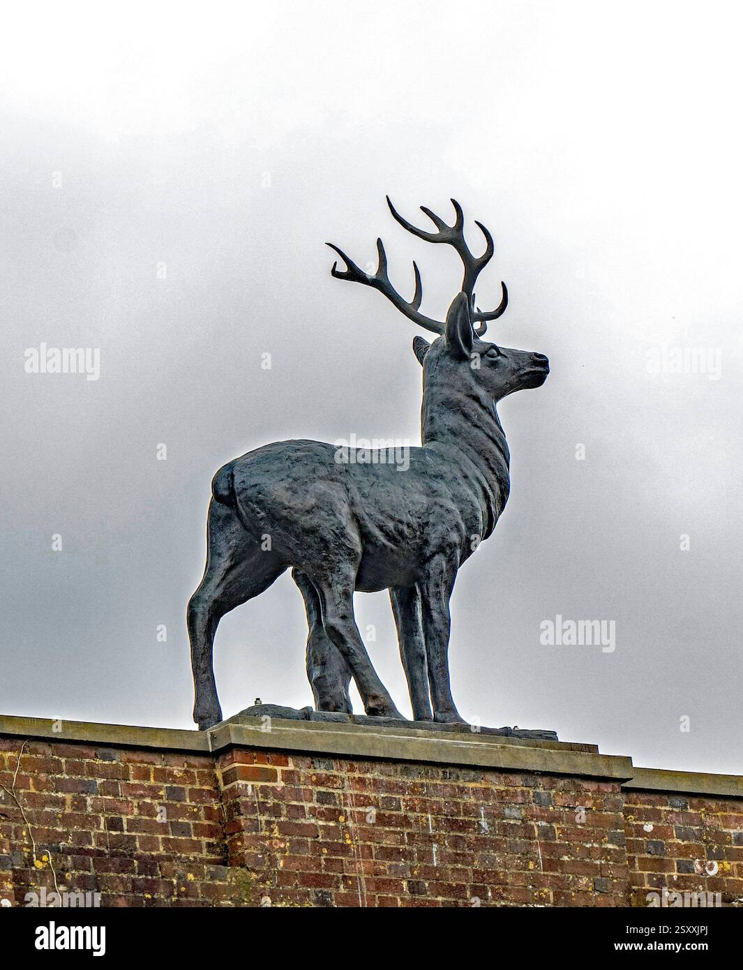 The Charborough Stag Stock Photo - Alamy