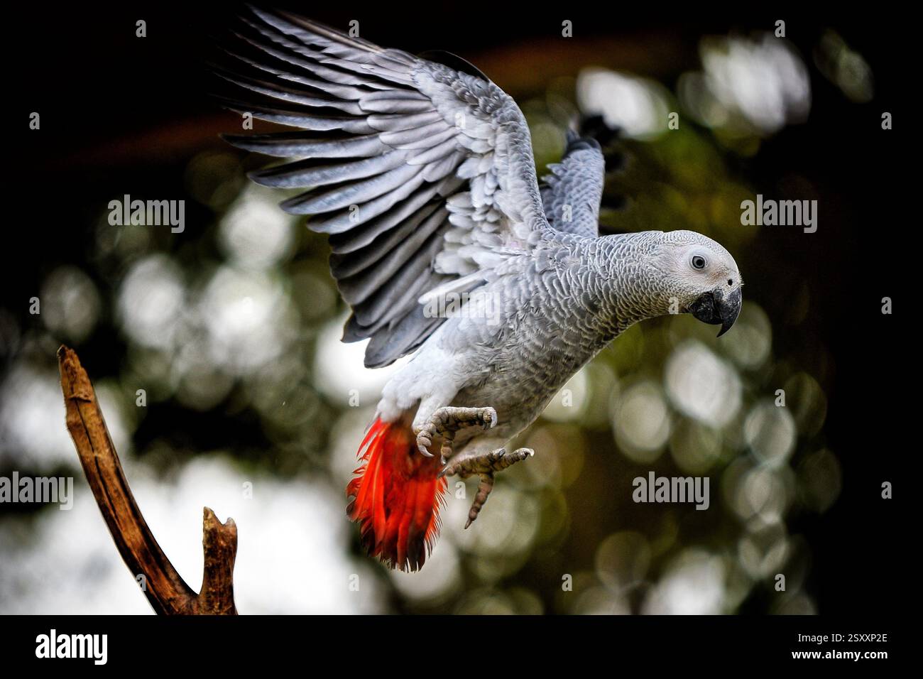 The African Grey Parrot is a highly intelligent and social bird native ...