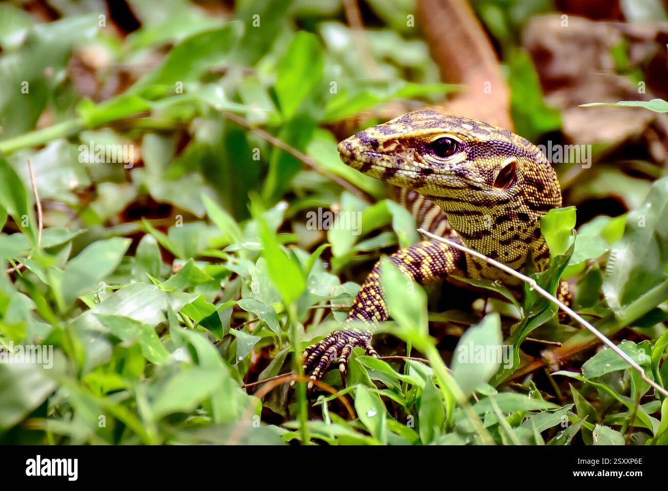 Indian monitor lizard hi-res stock photography and images - Alamy