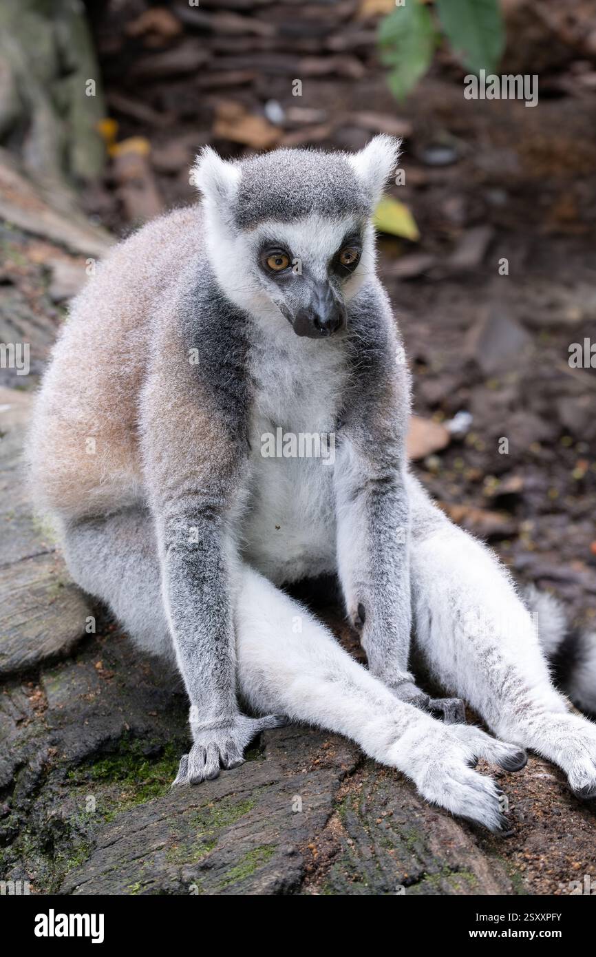 Ring-tailed lemur, Lemur catta, sitting on a tree trunk, its striped ...