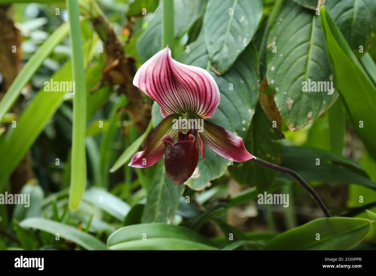 Paphiopedilum acmodontum orchid species in Gardens by the Bay in ...