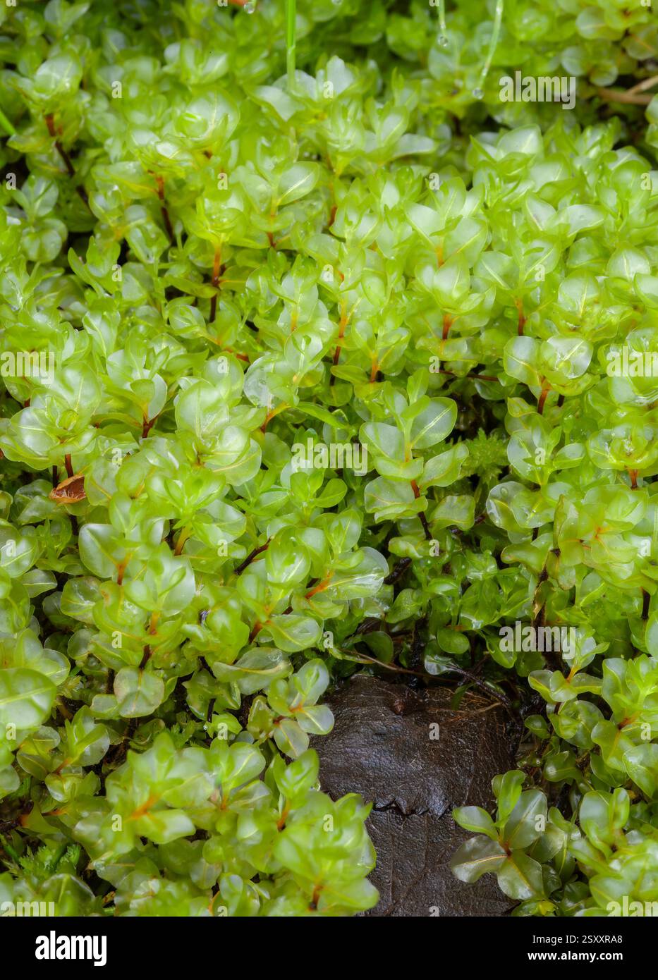 Moss rhizoids hi-res stock photography and images - Alamy