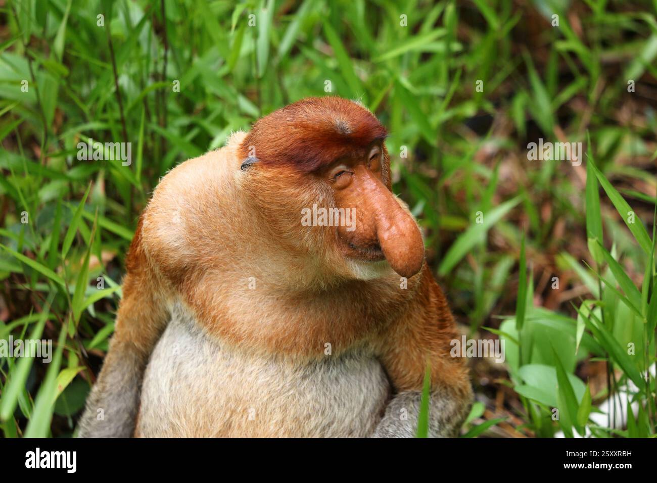 Giggling, smiling or laughing happy face expression perfect for memes ...