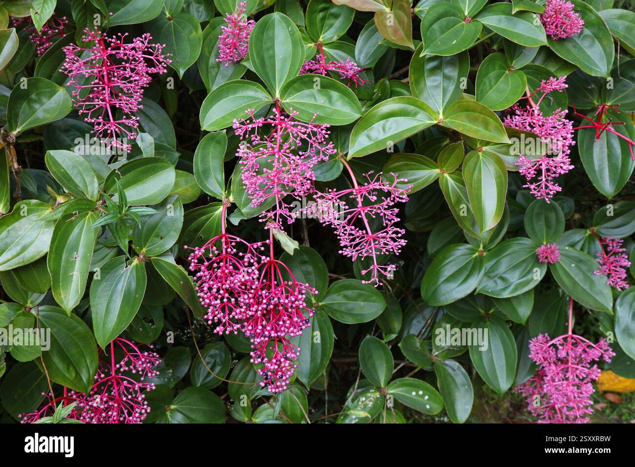 Pink maiden flowers (Medinilla speciosa). Evergreen shrub species in ...