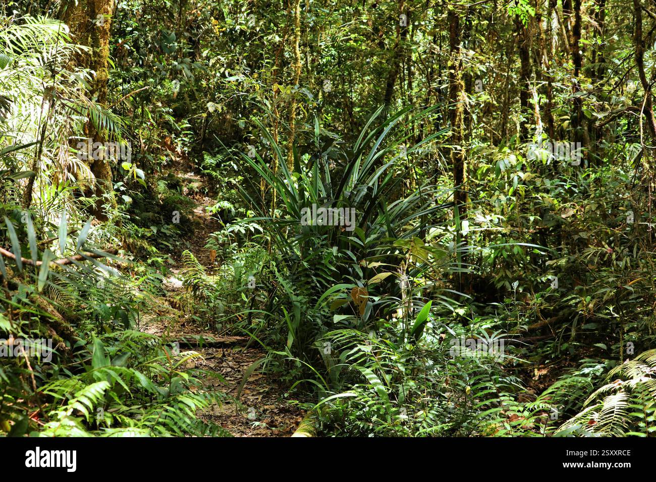 Jungle trail in Kinabalu Park, Malaysia. Sabah region of Borneo Stock ...