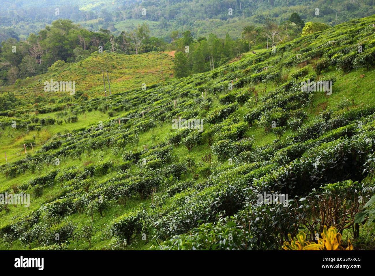 Sabah tea plantation in Malaysia. Sabah region of Borneo Stock Photo ...