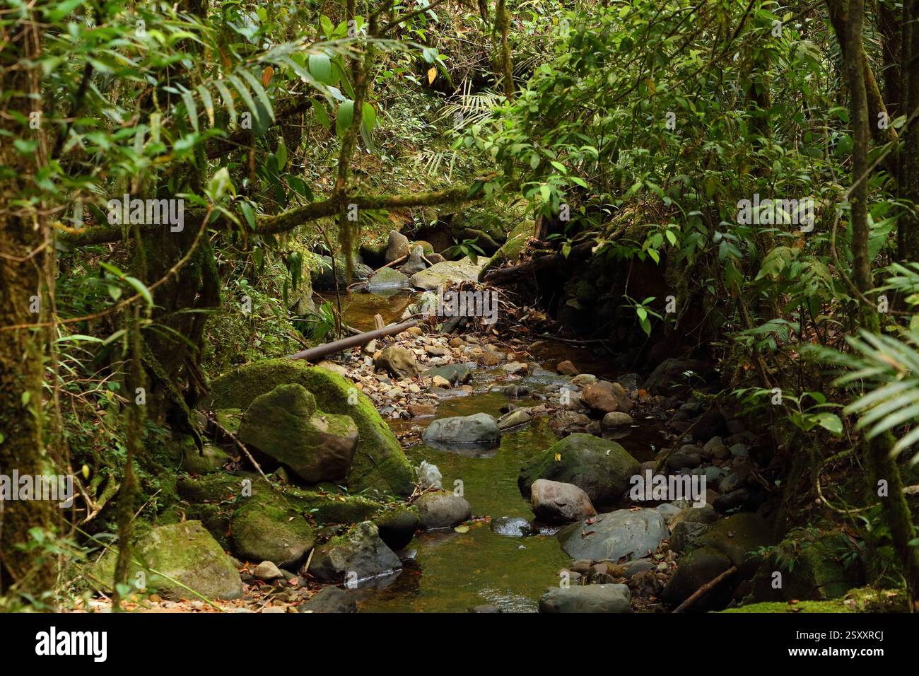 Jungle stream in Kinabalu Park, Malaysia. Sabah region of Borneo Stock ...