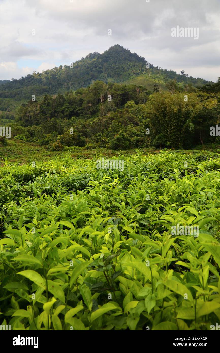 Sabah tea plantation in Malaysia. Sabah region of Borneo Stock Photo ...