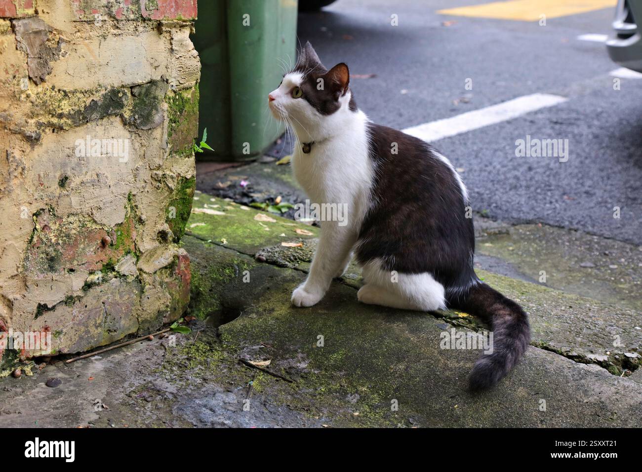Local cat in Kuching city, Sarawak, Malaysia. Kuching is known as the ...