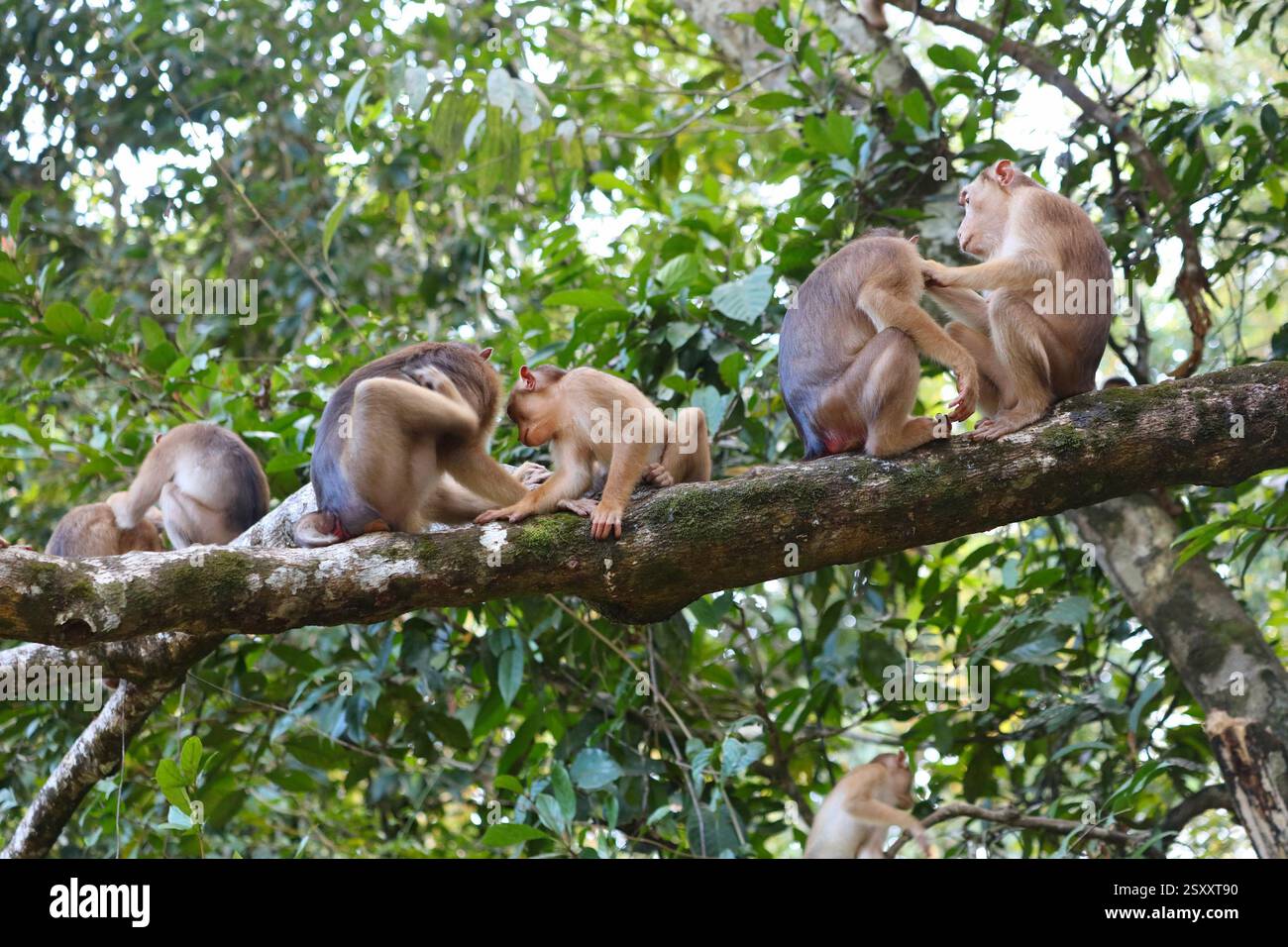 Macaque monkey family grooming in tree branch over Kinabatangan River ...
