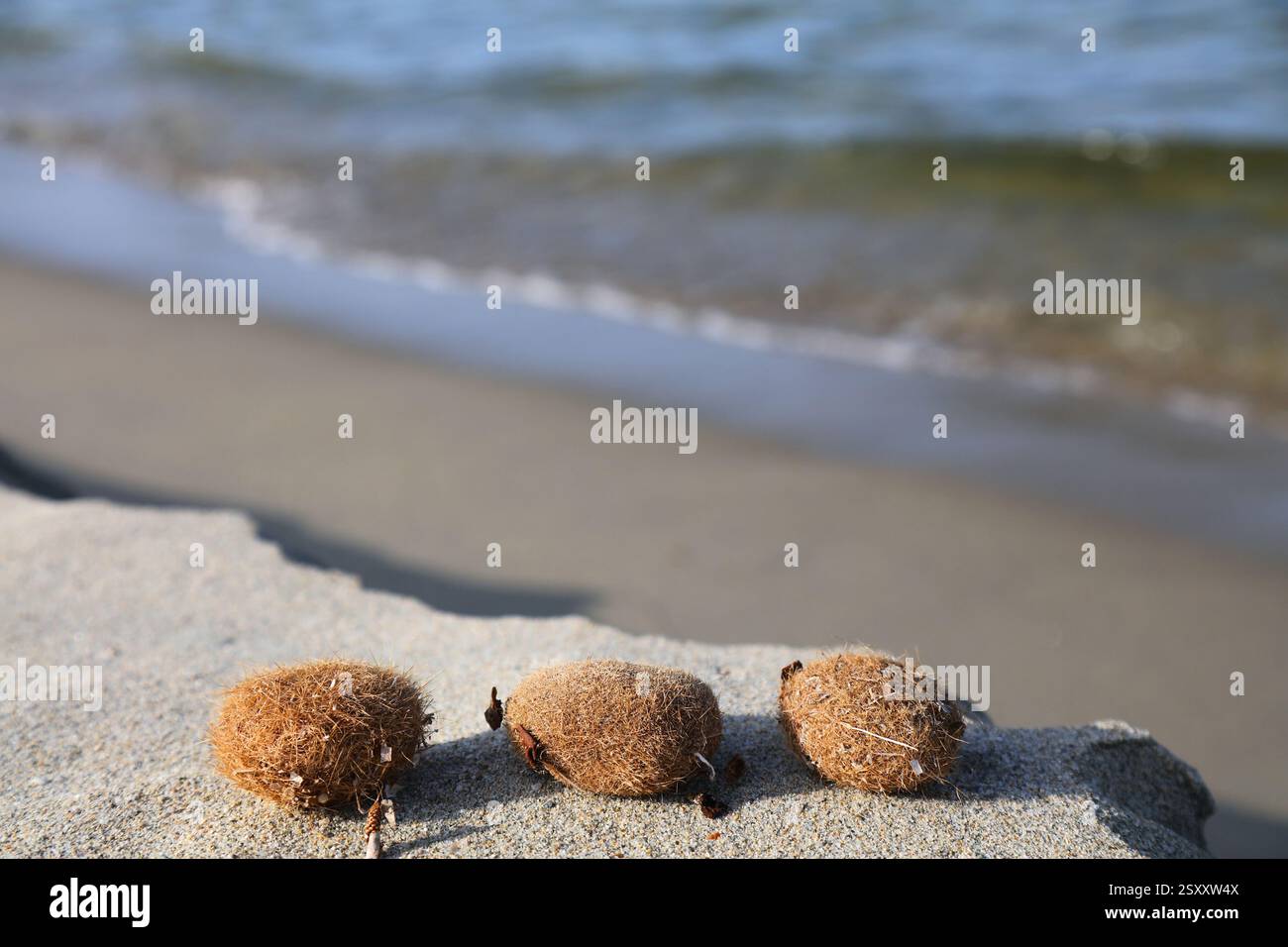 Sea balls or aegagropila - packed seagrass fibres dried on a beach in ...