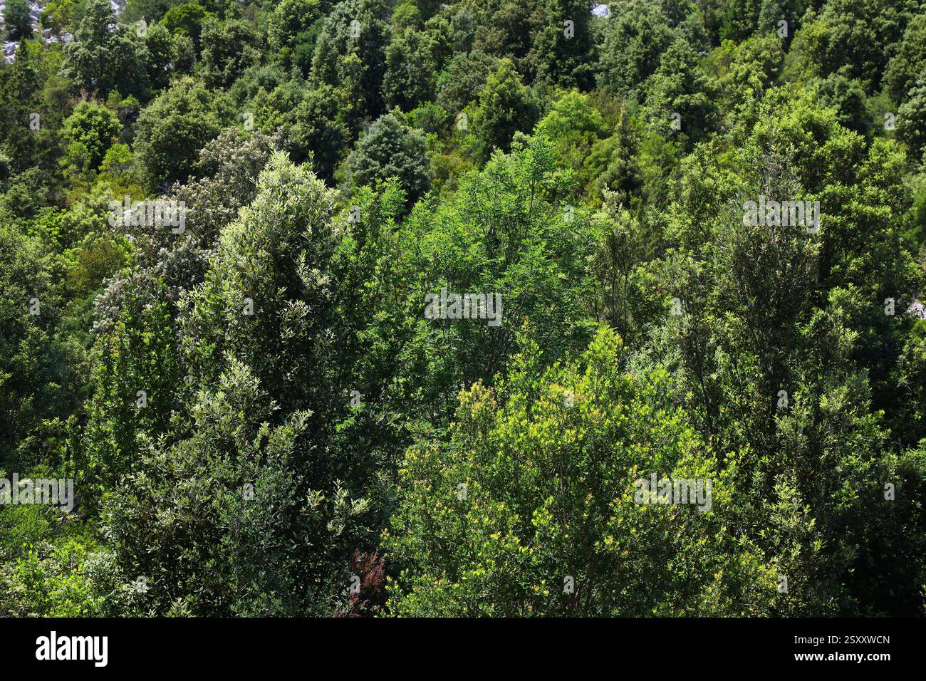 Mediterranean deciduous forest aerial view in Ogliastra province of ...