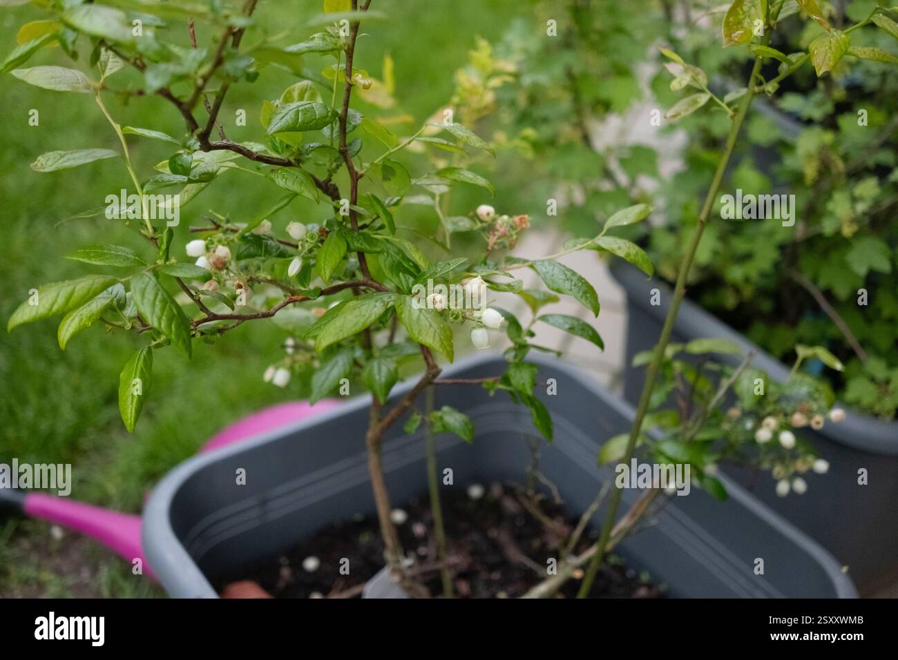 A young blueberry plant growing in a pot, showcasing fresh green leaves ...