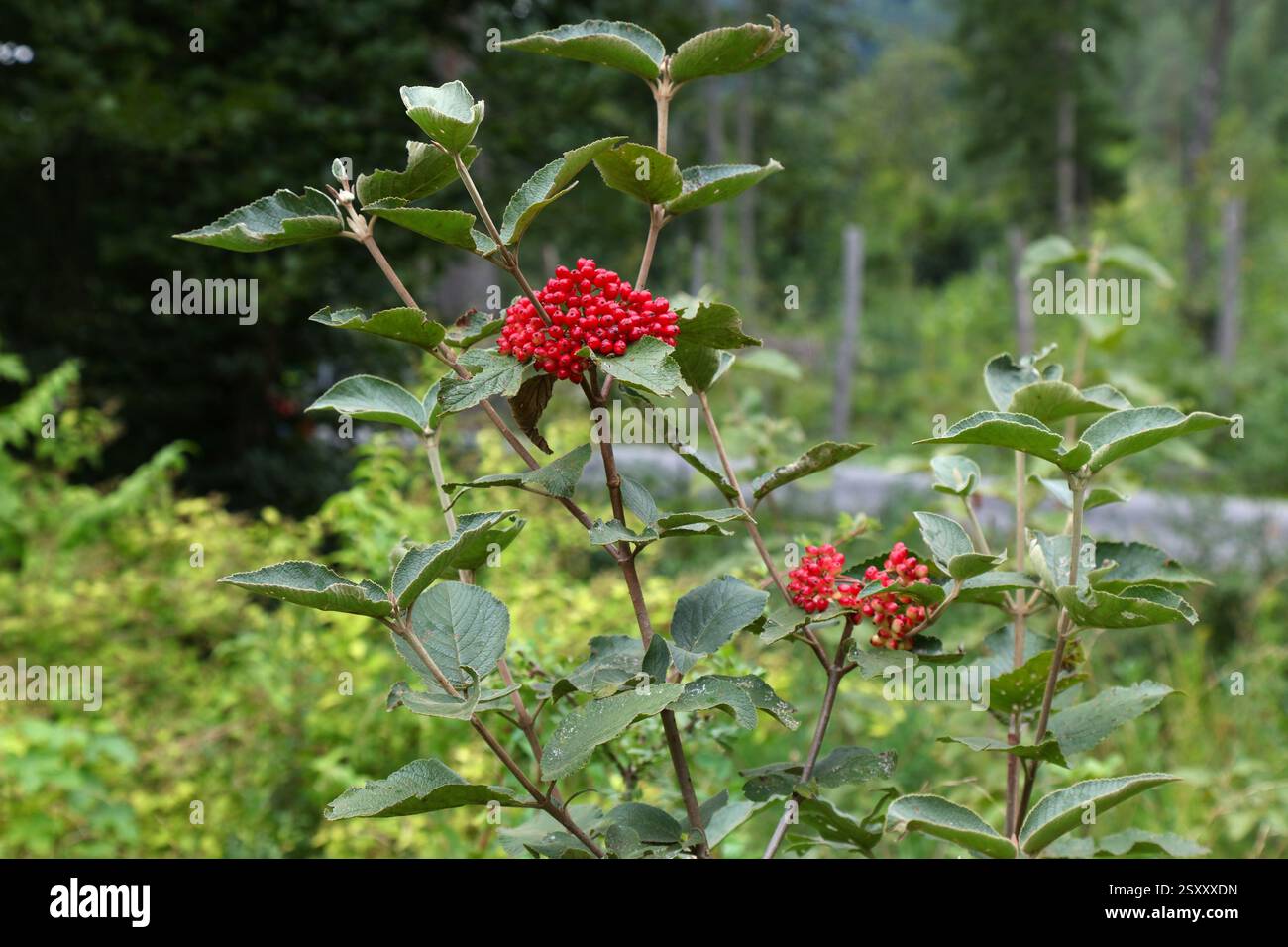 Wayfarer tree (Viburnum lantana) red fruit in Carinthia state of ...