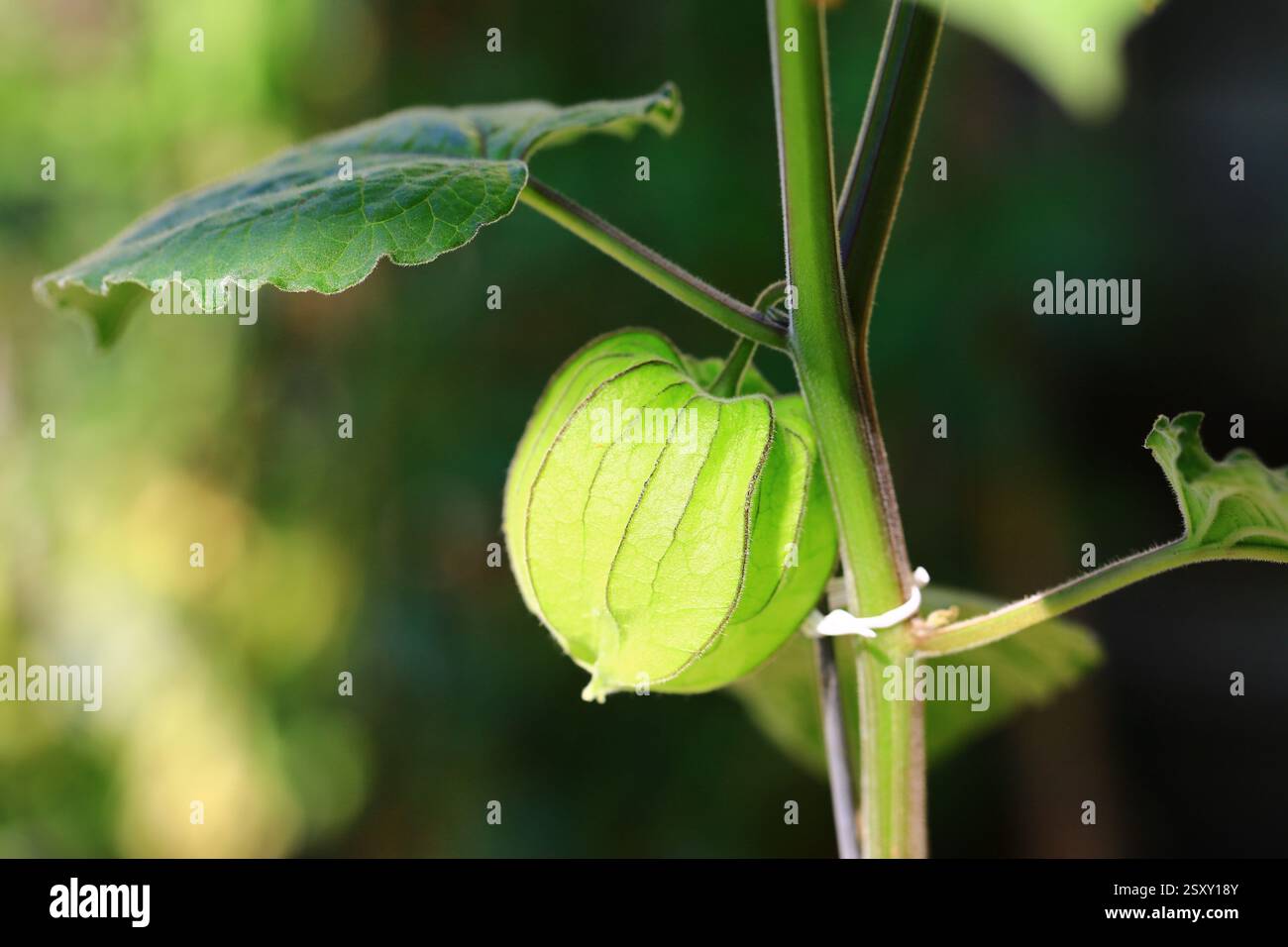 Fruit of Physalis peruviana growing on the branch in the plantation ...