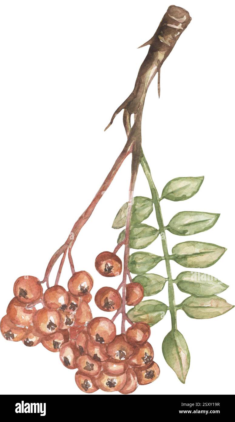 Watercolor botanical rowanberry branch illustration, graphic plant ...