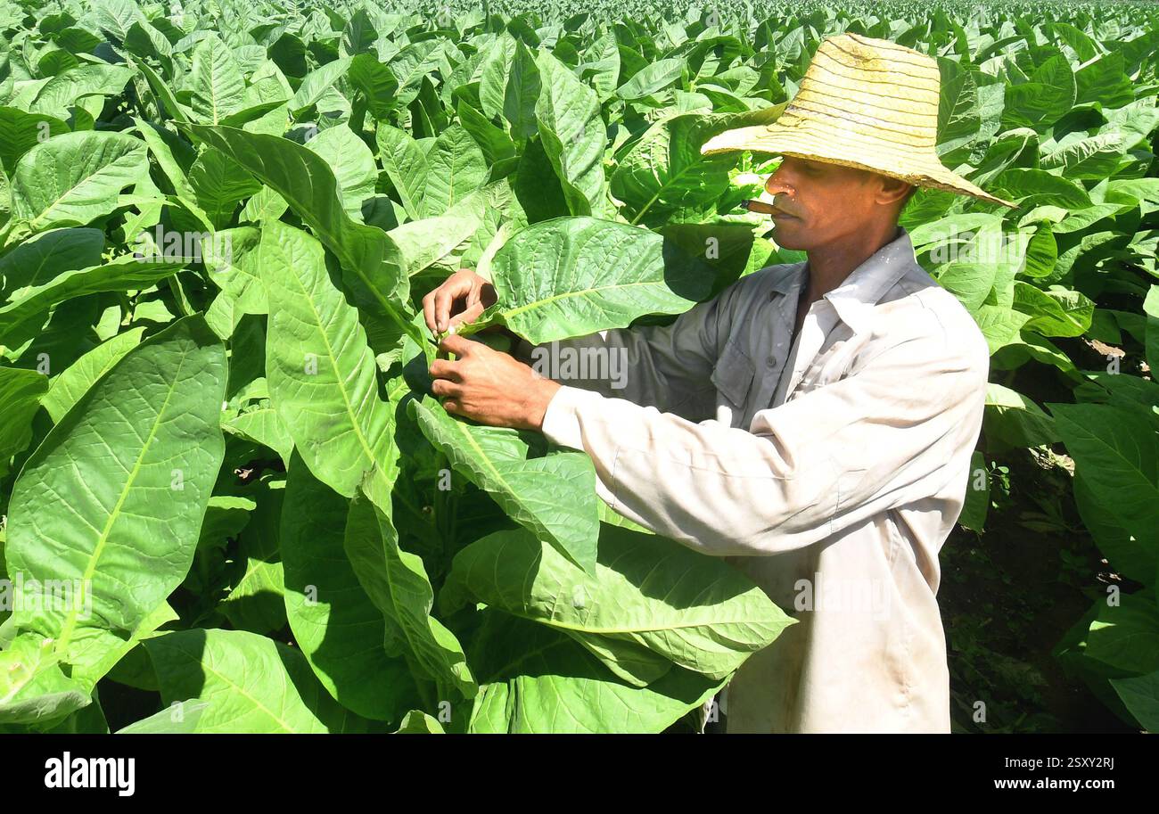(250226) -- PINAR DEL RIO, Feb. 26, 2025 (Xinhua) -- A farm picks ...