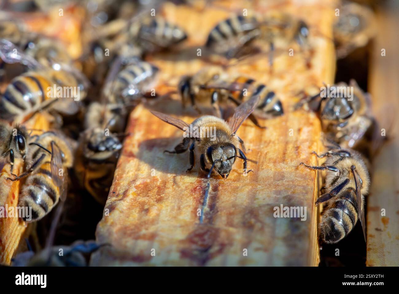 Busy Bees Working on Honeycomb A Beautiful Marvel of Nature in Action ...