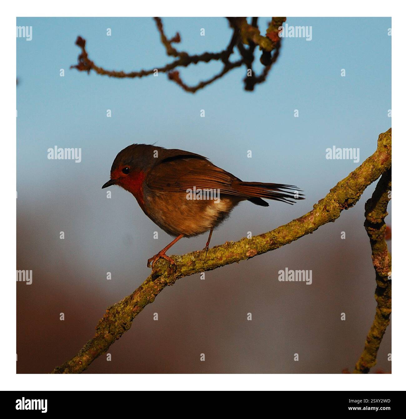 Dusk birds Cut Out Stock Images & Pictures - Alamy