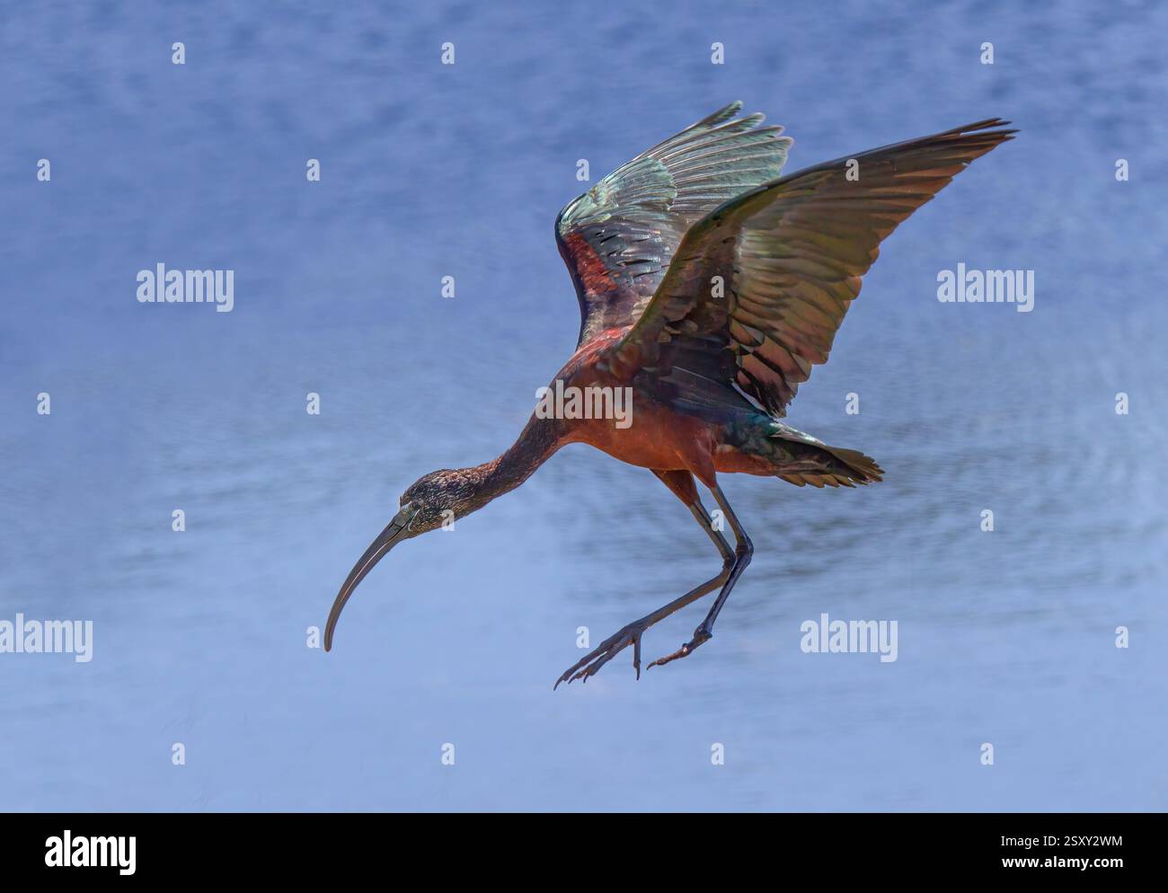 Glossy ibis no background hi-res stock photography and images - Alamy
