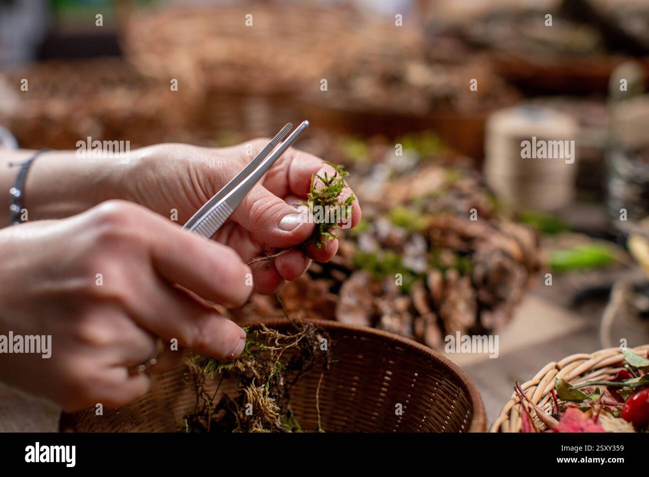 Expertly Hands Pruning Fresh Herbs with Precision Tools for Optimal ...