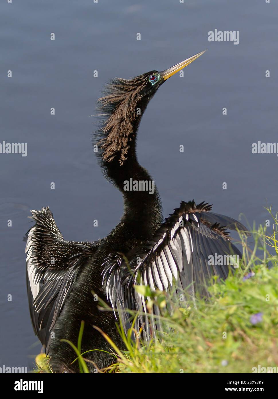 Anhinga drying its wings by the shores of a pond in Florida Stock Photo ...