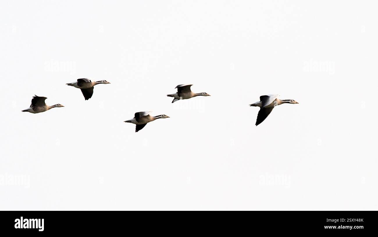 Bar-headed geese (Anser indicus) flying. Kaziranga NP, Assam, India ...