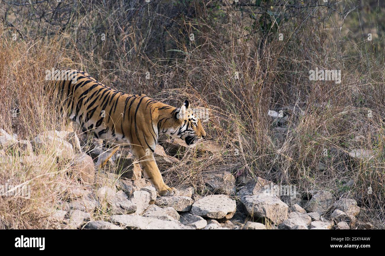 Bengal tiger (Panthera tigris tigris) in Tadoba NP, India Stock Photo ...