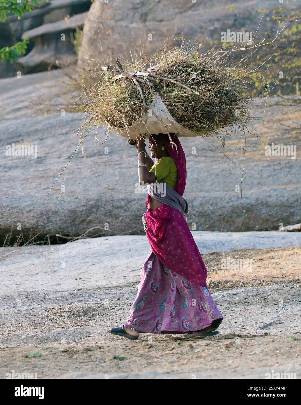 Indian woman carrying hey. Jawai-area, Rajasthan, India Stock Photo - Alamy