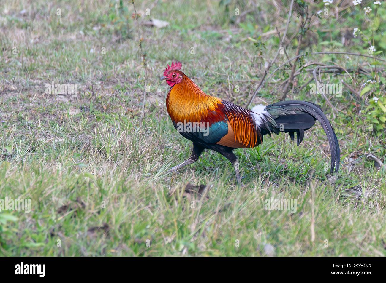 Male of the red junglefowl (Gallus gallus murghi) from Kaziranga ...