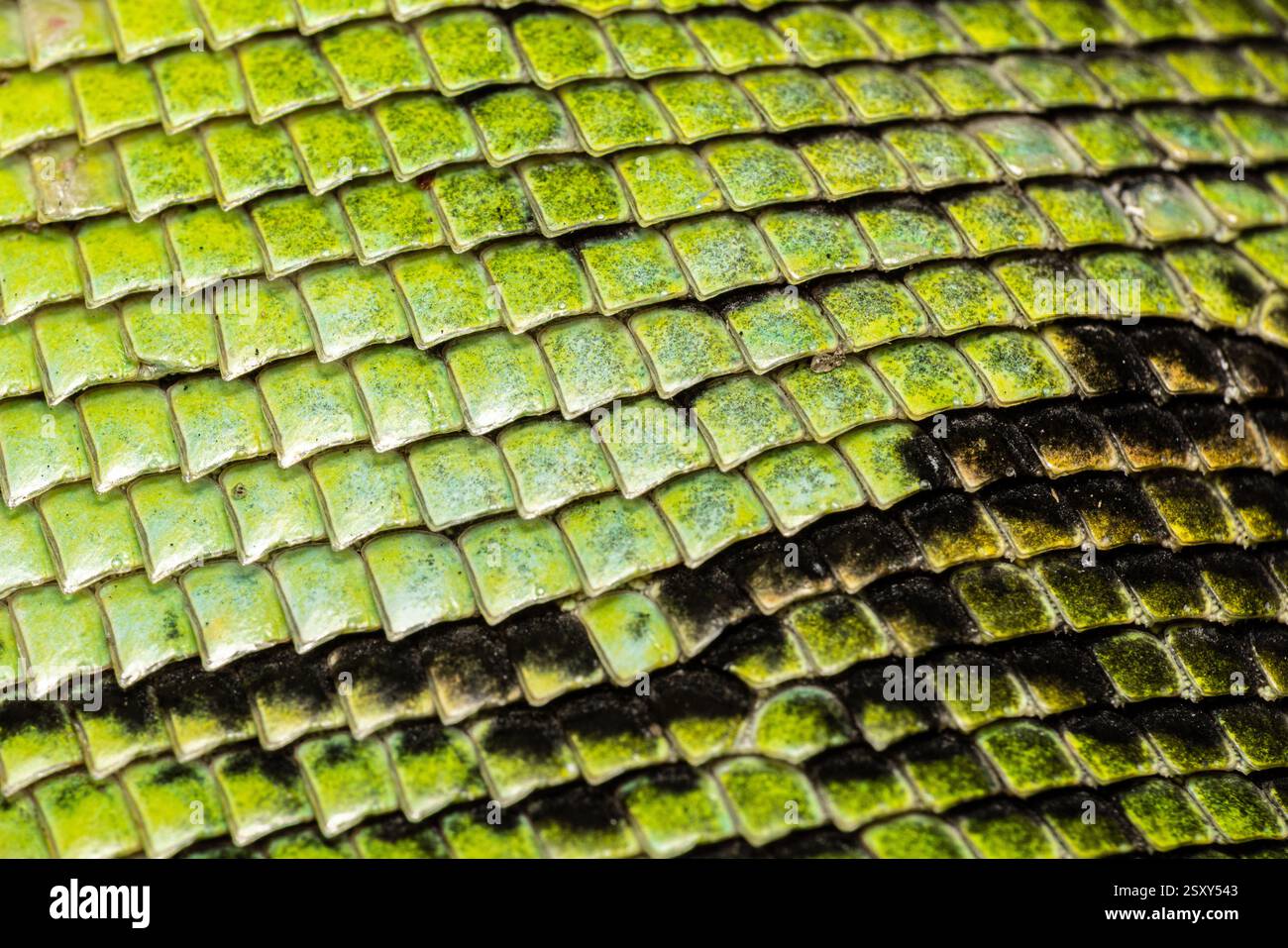 Reen lizard hi-res stock photography and images - Alamy