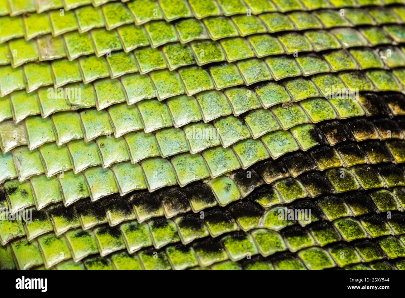 Iguana Plate Scale Pattern up Close Stock Photo - Alamy