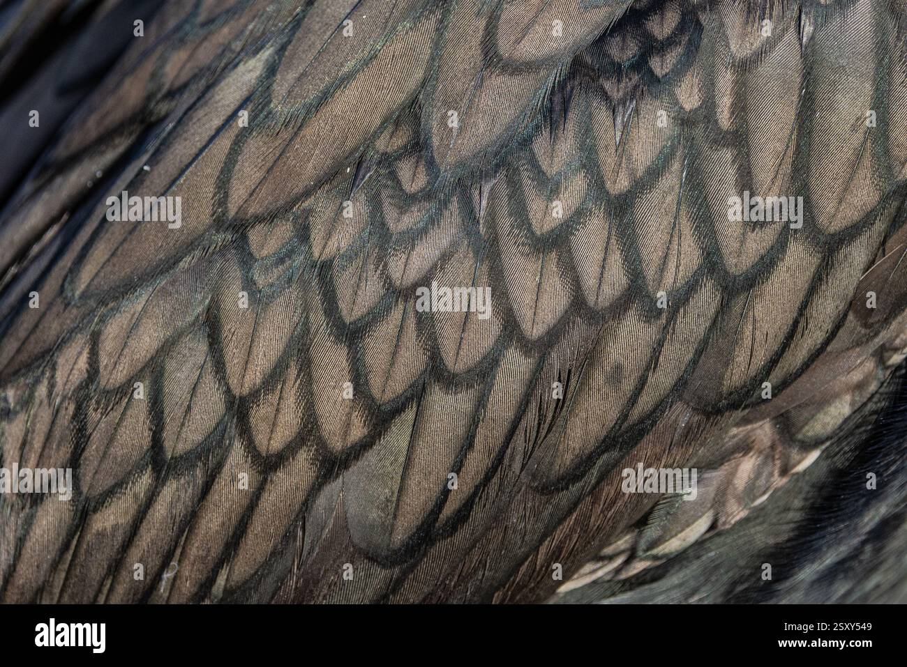 Detailed Feathers of a Water Bird Up Close Stock Photo - Alamy