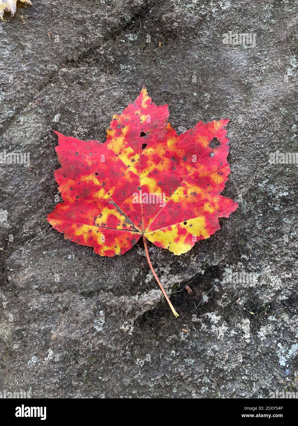 Closeup single leafy stem hi-res stock photography and images - Alamy