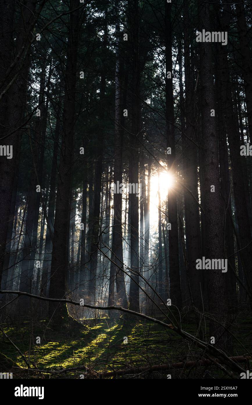 Tall, slender trees dominate the frame, their dark trunks reaching ...
