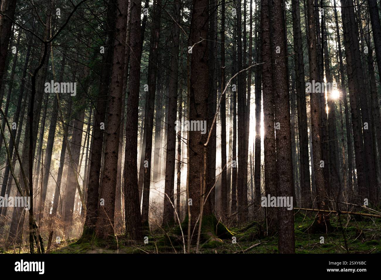 Tall, slender trees dominate the frame, their dark trunks reaching ...