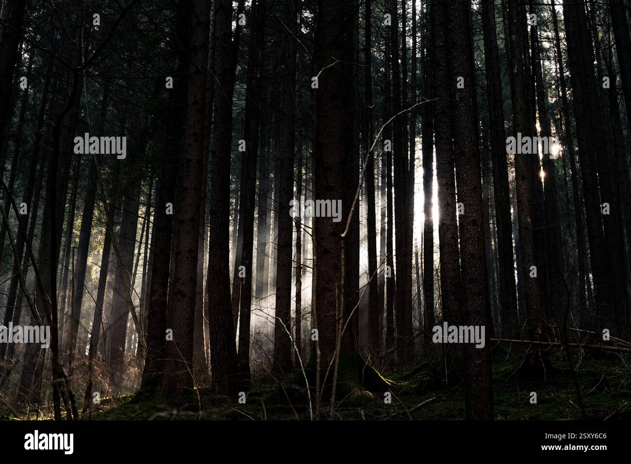 Tall, slender trees dominate the frame, their dark trunks reaching ...