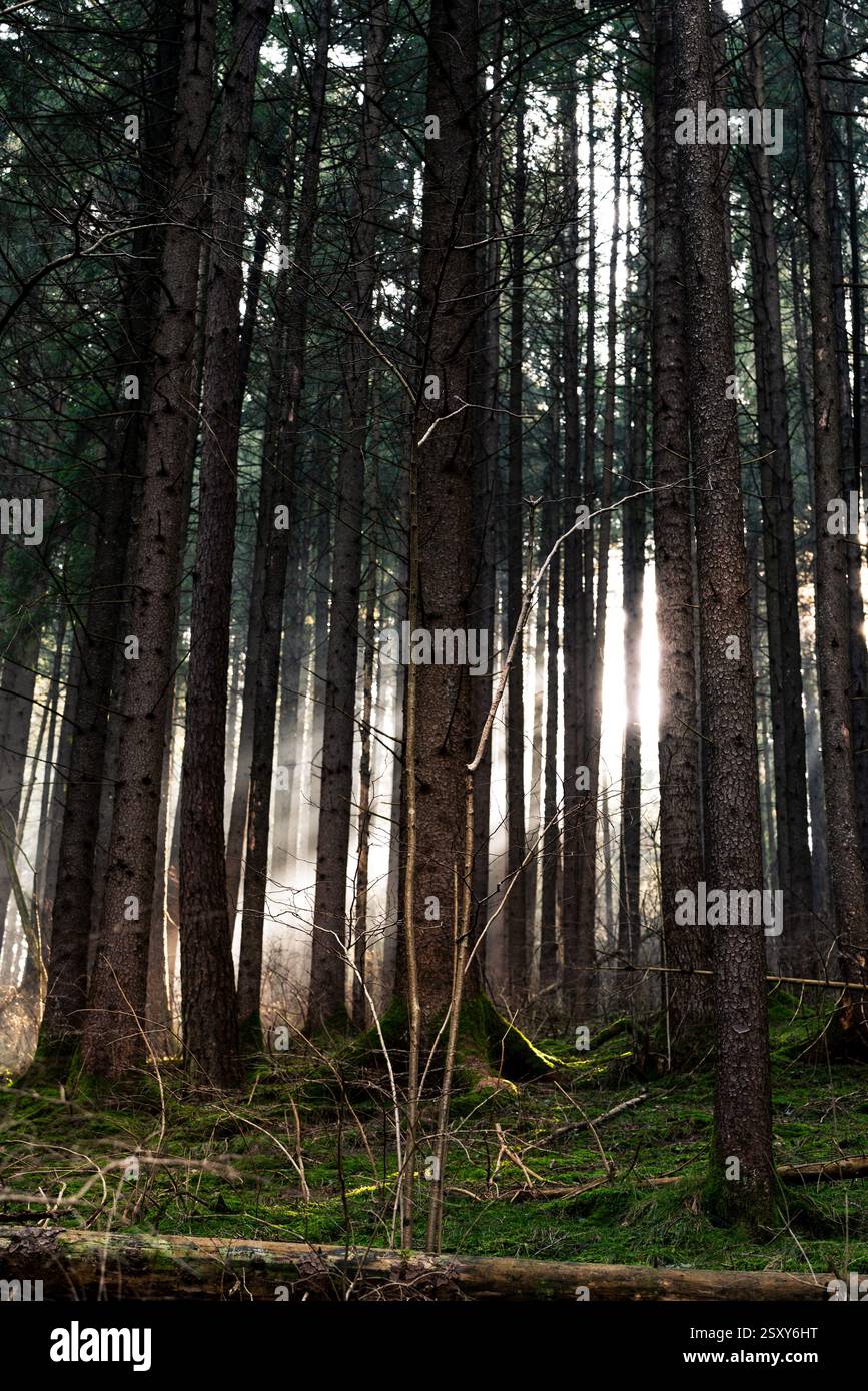 Tall, slender trees dominate the frame, their dark trunks reaching ...