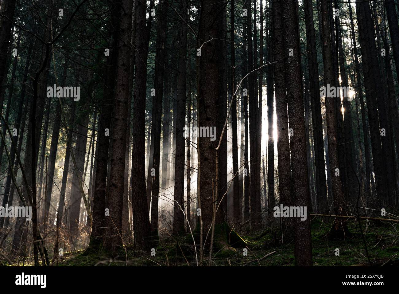 Tall, slender trees dominate the frame, their dark trunks reaching ...