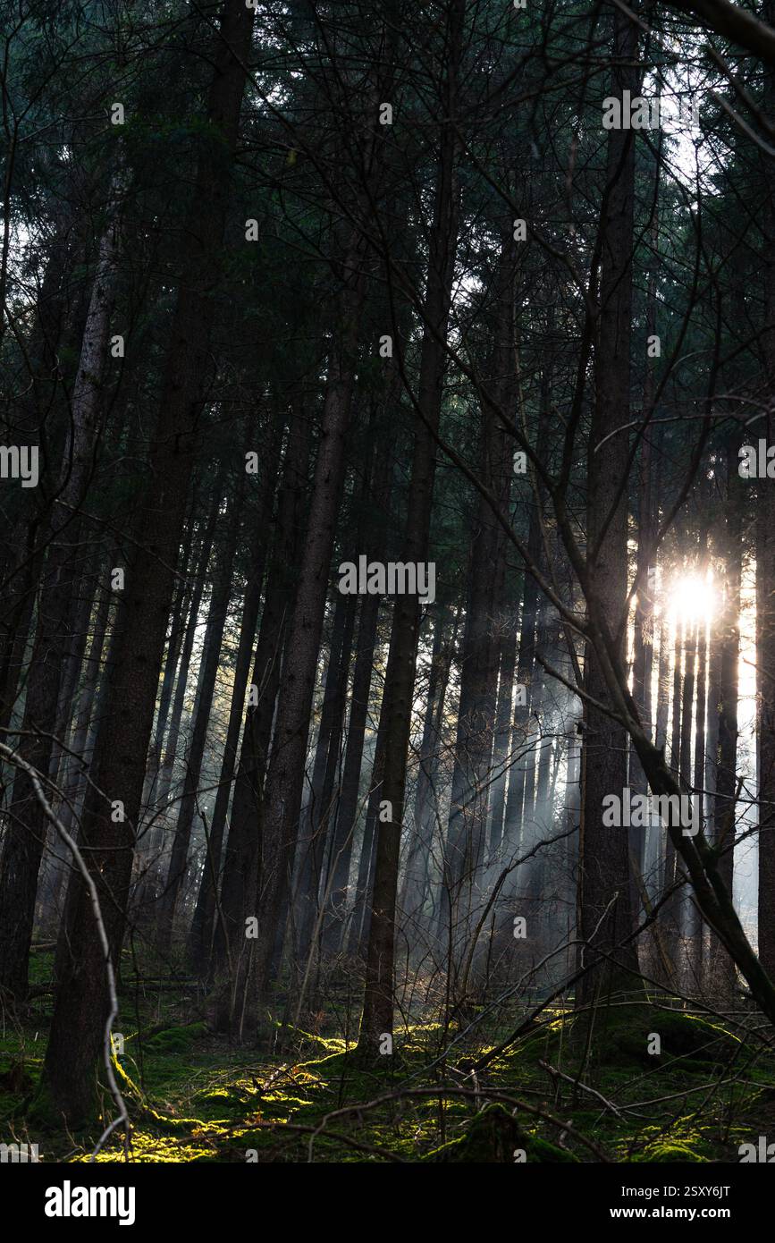 Tall, slender trees dominate the frame, their dark trunks reaching ...