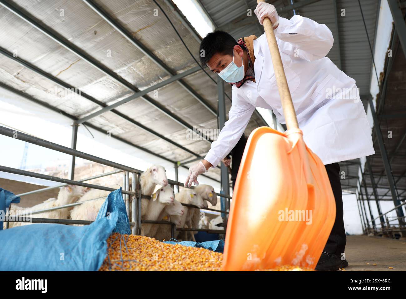 (250226) -- DONGXIANG, Feb. 26, 2025 (Xinhua) -- Zhang Zhongshan feeds ...