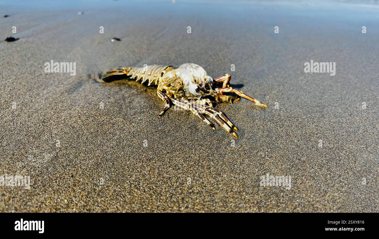 Dead lobster - molt Panulirus interruptus on the sand on Beach in Peru ...