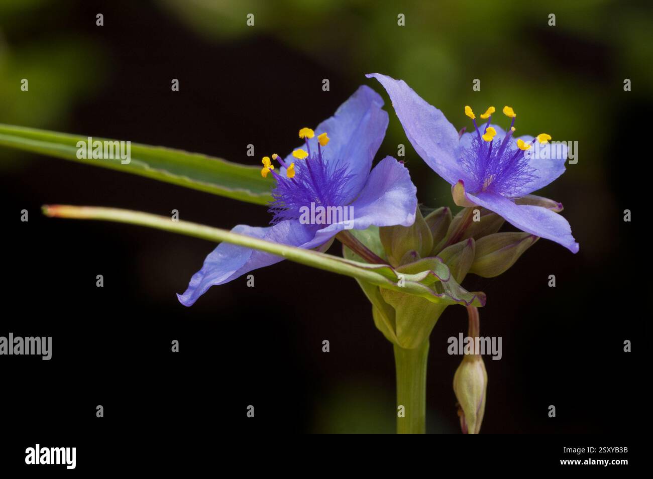 Agressive bees hi-res stock photography and images - Alamy