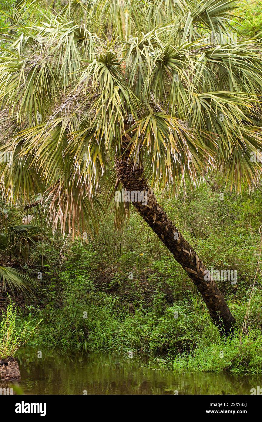 Cabbage Palm, Sabal Palmetto. A cabbage palm leaning over the water ...