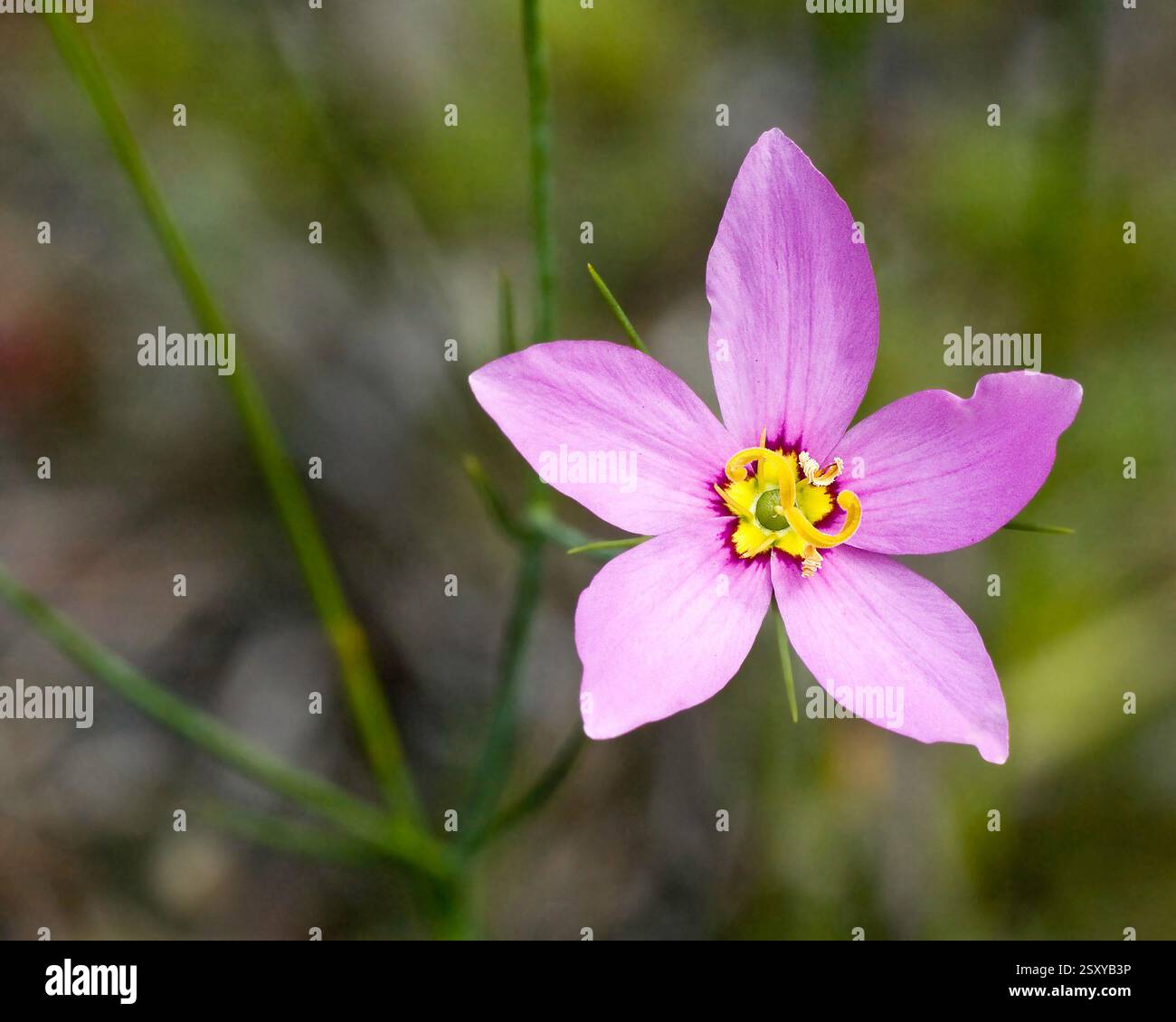 Sabatia grandiflora, Marsh-pink. Front view of the pink flower showing ...