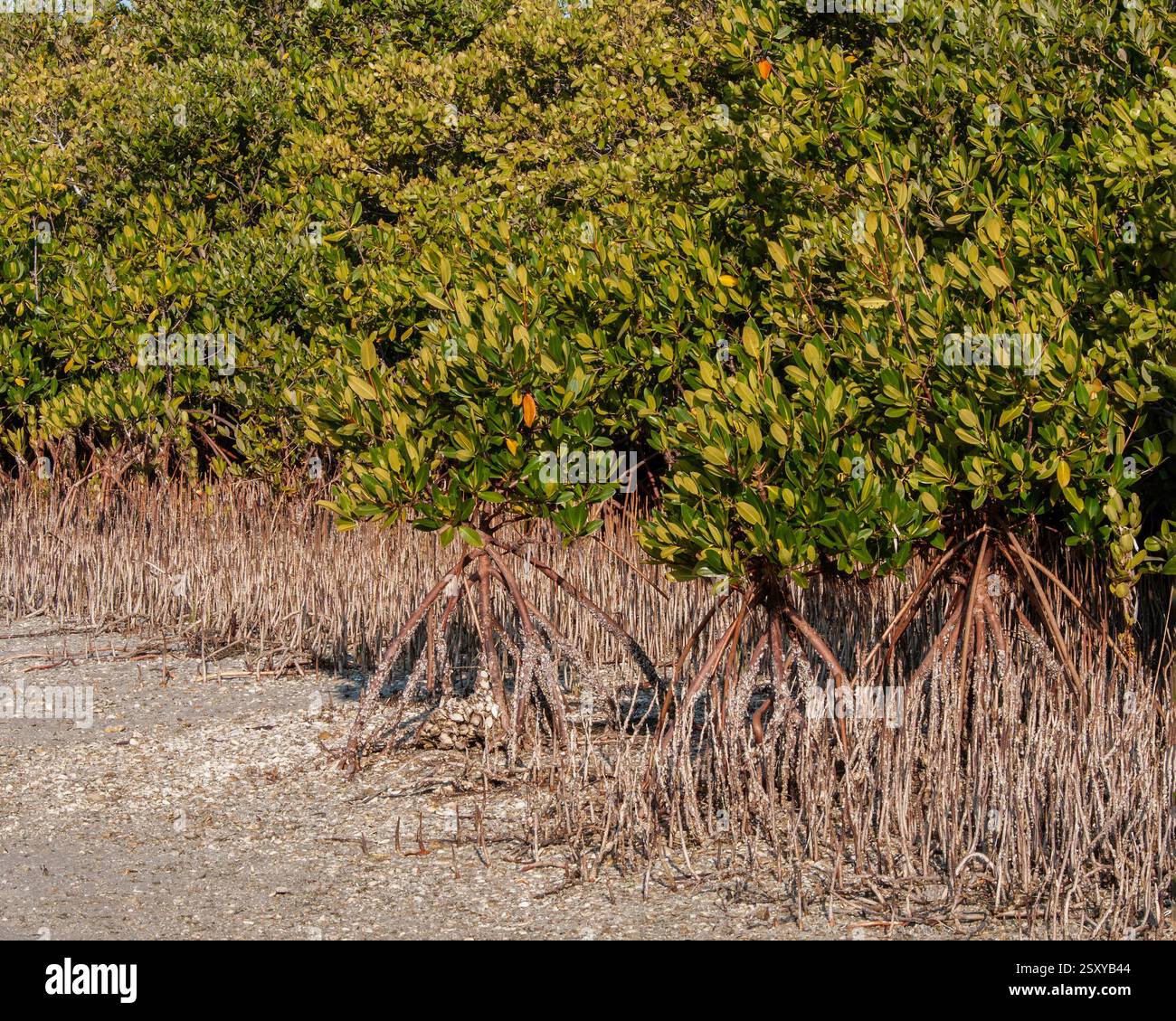 Red and black mangroves grow along the shoreline. Shows aerial prop ...